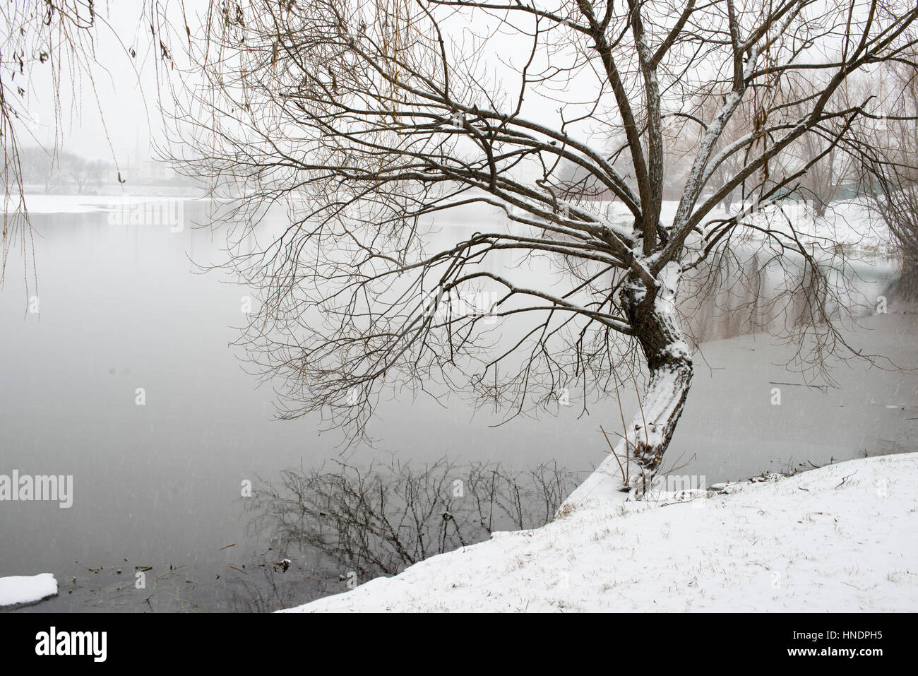 Winter willow tree hi-res stock photography and images - Alamy