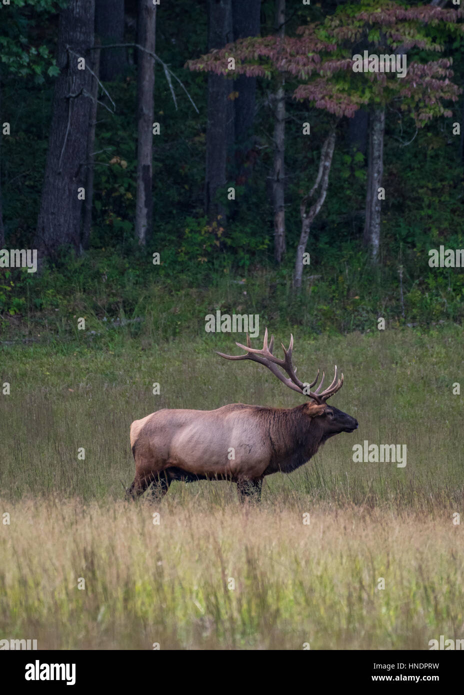 Bull elk standing in the water hi-res stock photography and images - Alamy