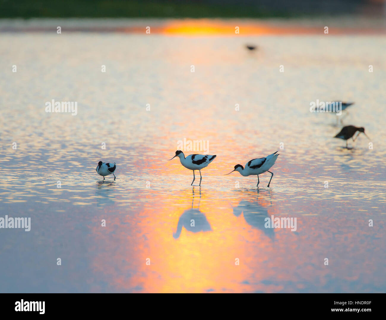 Avocets (Recurvirostra avosetta) walking through golden water at sunset ...