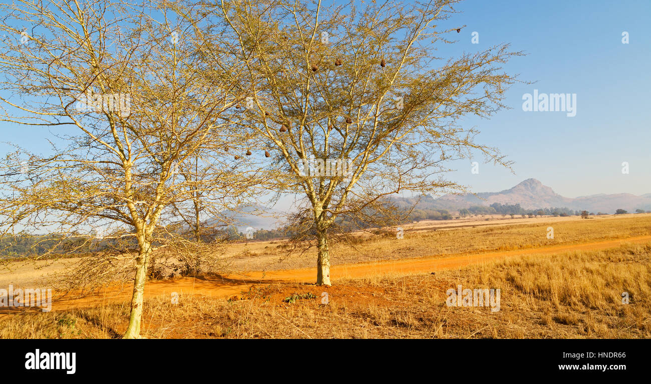 blur in swaziland mlilwane wildlife nature reserve mountain and tree ...