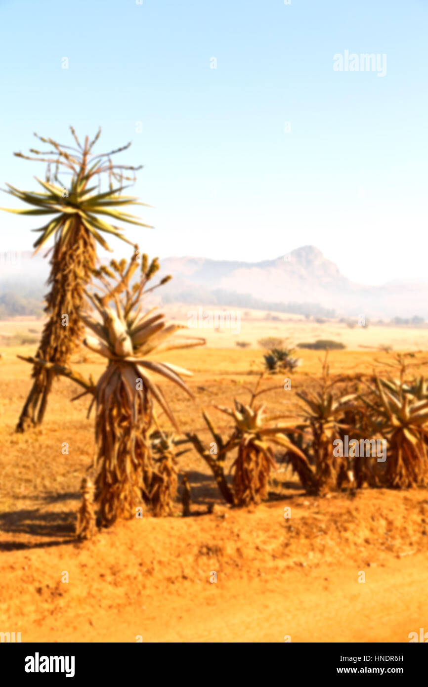 blur in swaziland mlilwane wildlife nature reserve mountain and tree ...