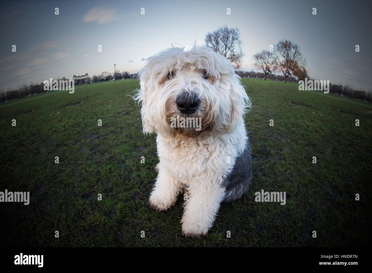 Old english sheepdog sitting hi-res stock photography and images - Alamy