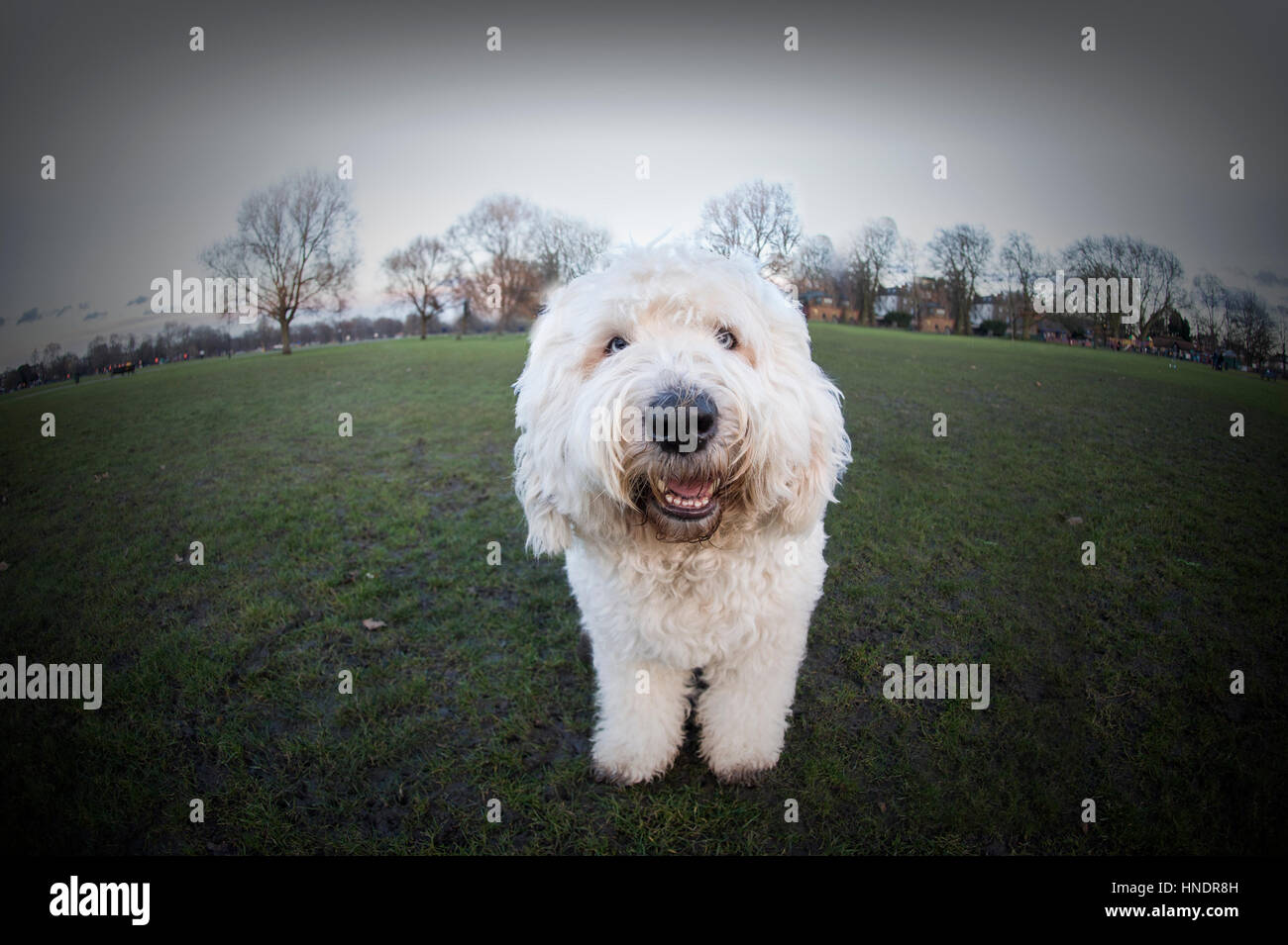 Old English Sheepdog Stock Photo - Alamy