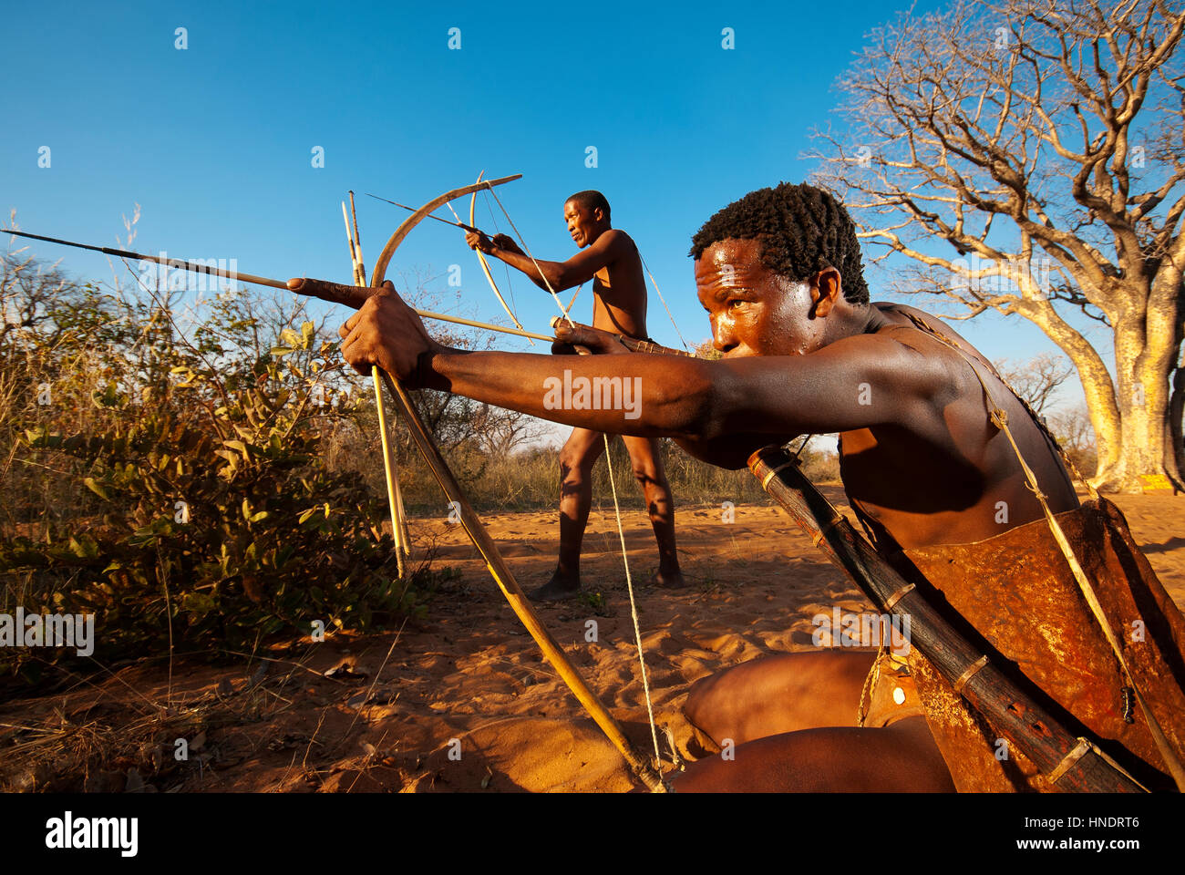 Ju/'Hoansi or San bushmen hunter simulates a hunt with bow and arrow at ...