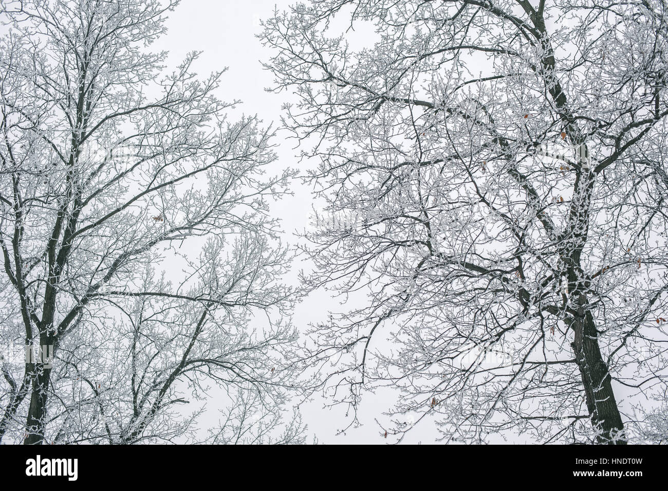 Abstract frozen tree branches. Nature winter background Stock Photo - Alamy