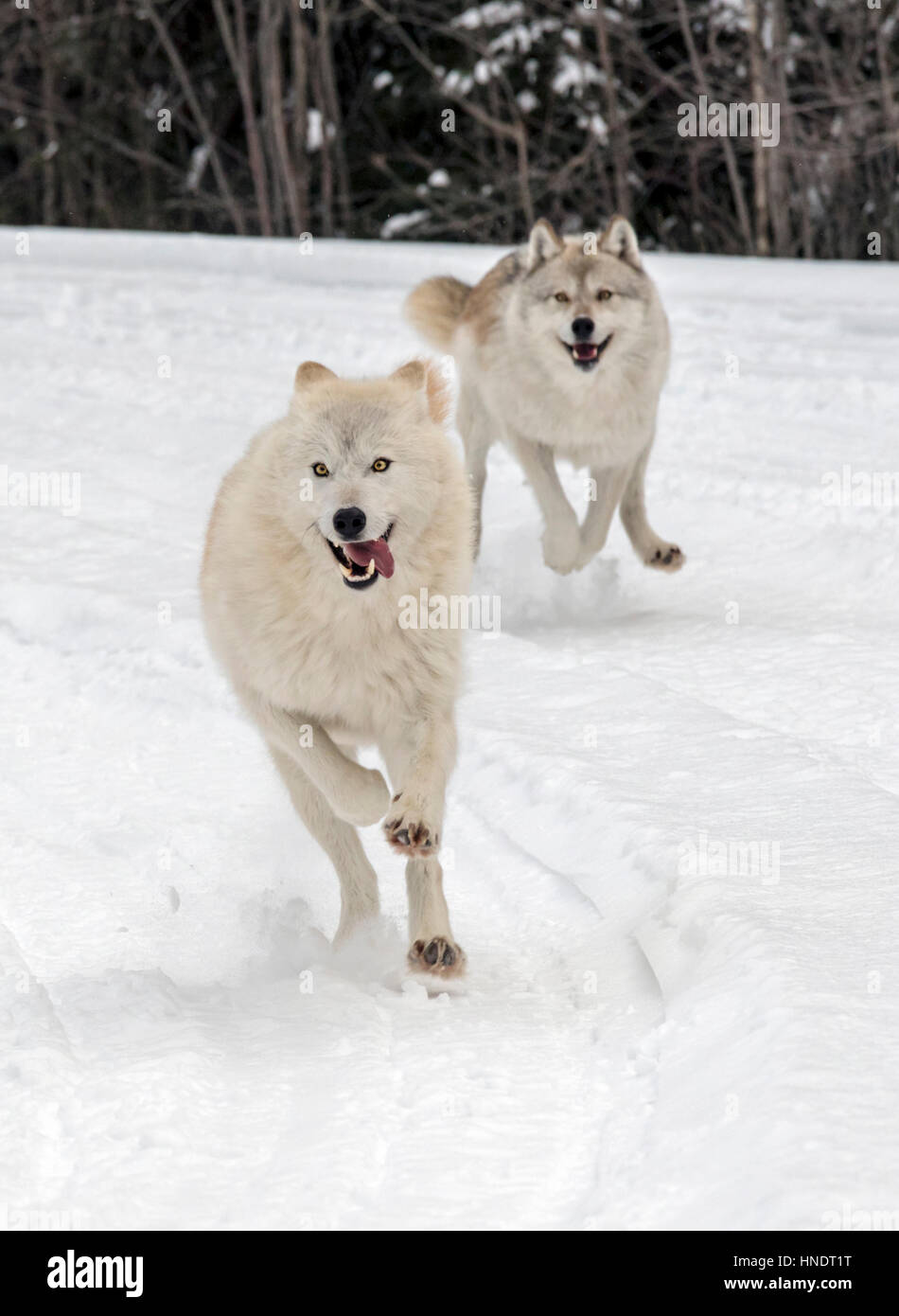 Two Gray Wolves; Canus Lupus; British Columbia; Canada Stock Photo - Alamy