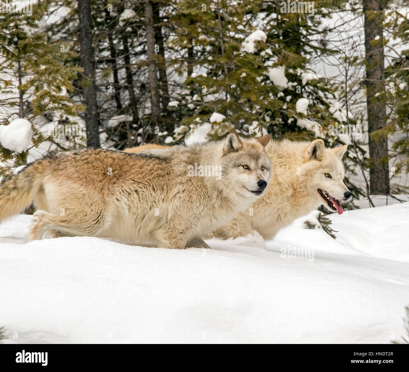 Two Gray Wolves; Canus Lupus; British Columbia; Canada Stock Photo - Alamy