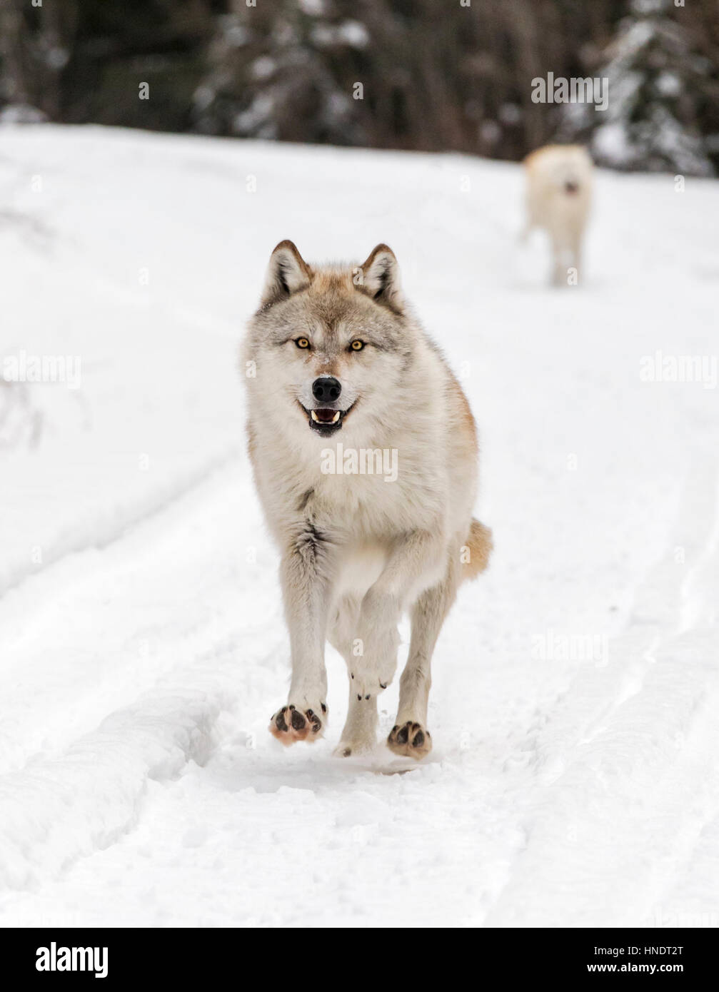 Carnivores hi-res stock photography and images - Alamy