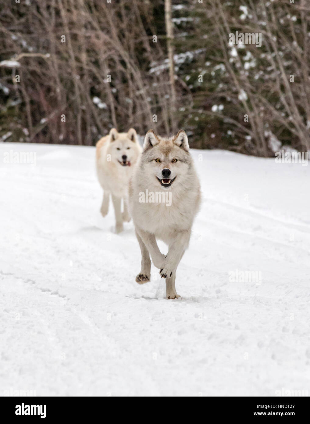 Two Gray Wolves; Canus Lupus; British Columbia; Canada Stock Photo - Alamy