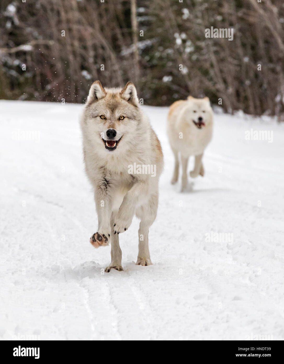 Wolves canus lupus snow wolf hi-res stock photography and images - Alamy