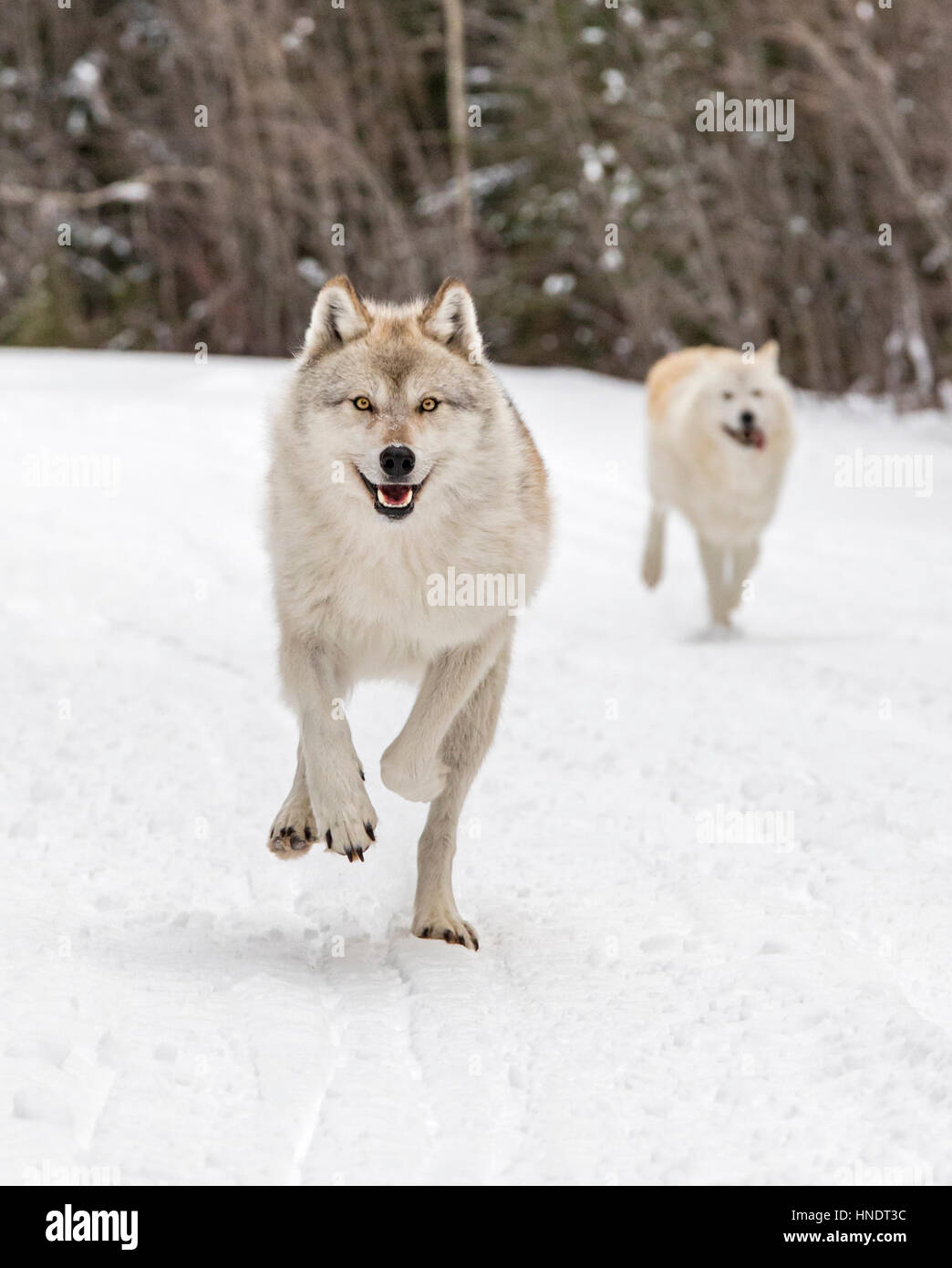 Two Gray Wolves; Canus Lupus; British Columbia; Canada Stock Photo - Alamy