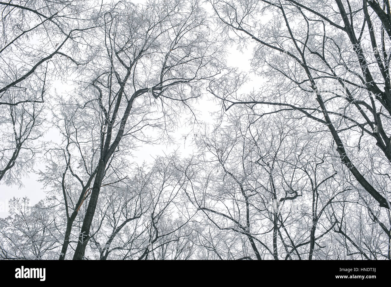 Abstract frozen tree branches. Nature winter background Stock Photo - Alamy
