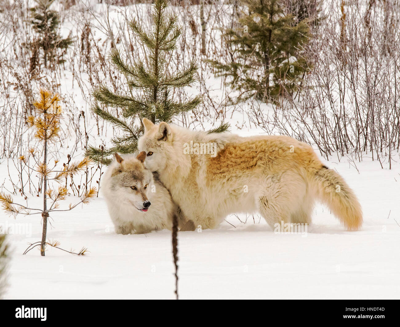 Wolves canus lupus snow wolf hi-res stock photography and images - Alamy