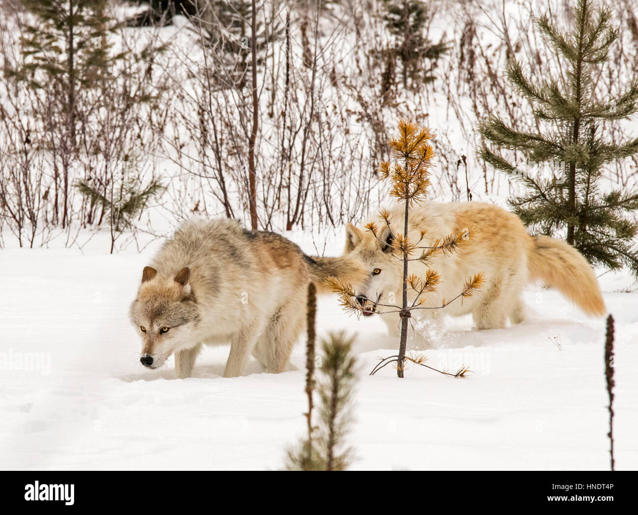 Two Gray Wolves; Canus Lupus; British Columbia; Canada Stock Photo - Alamy