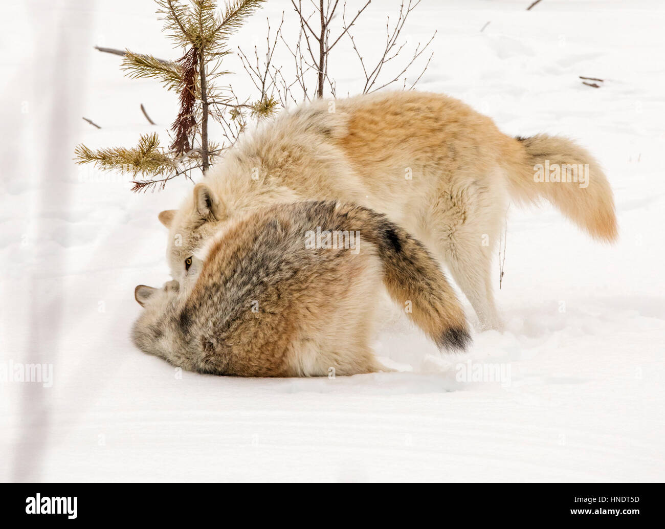 Two Gray Wolves; Canus Lupus; British Columbia; Canada Stock Photo - Alamy