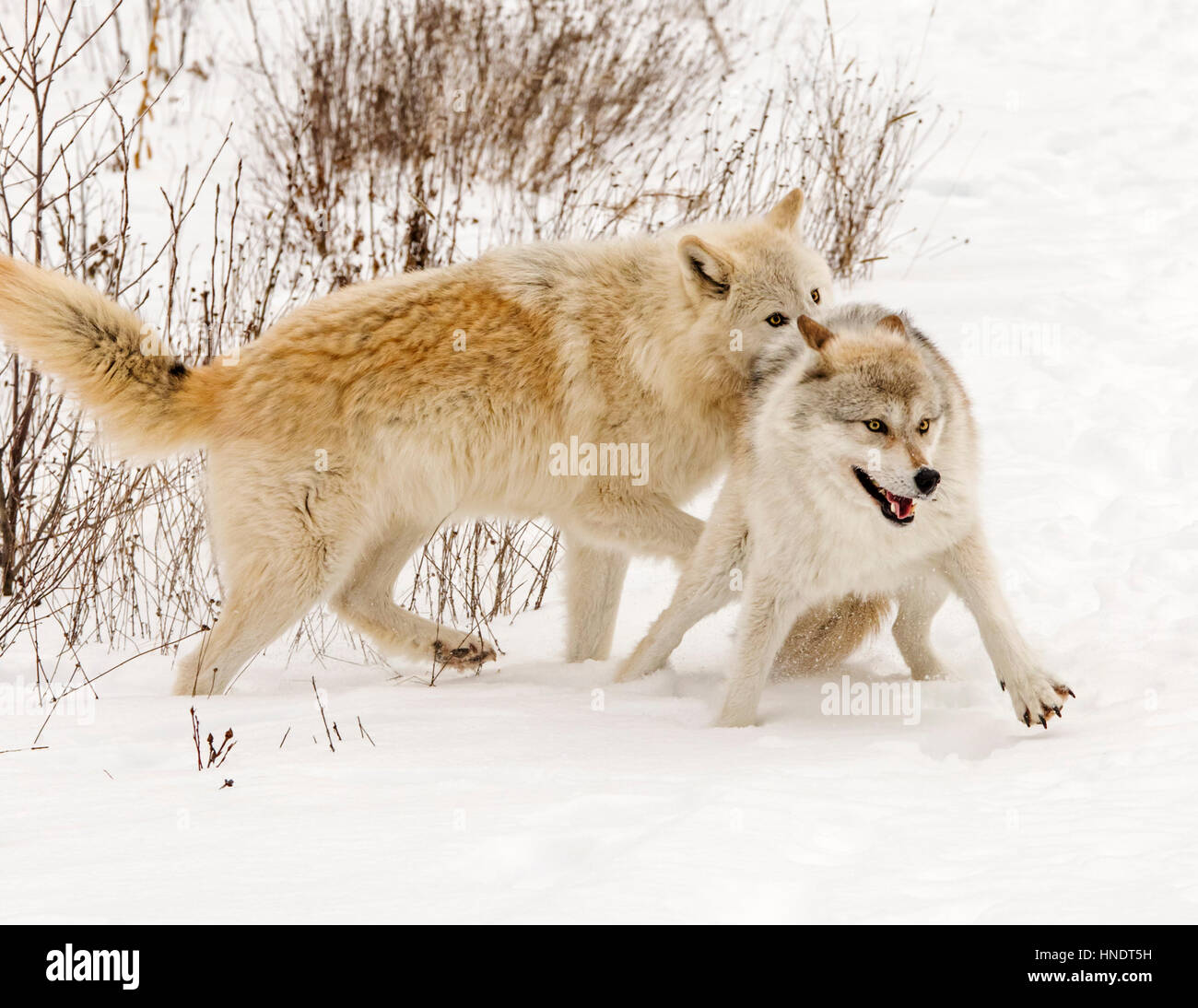 Wolves canus lupus snow wolf hi-res stock photography and images - Alamy