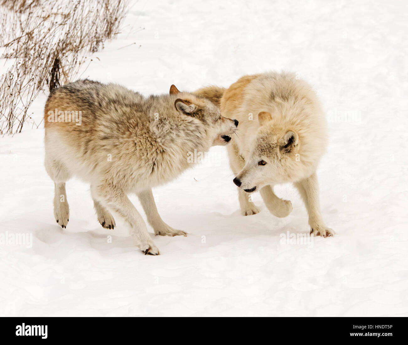 Two Gray Wolves; Canus Lupus; British Columbia; Canada Stock Photo - Alamy