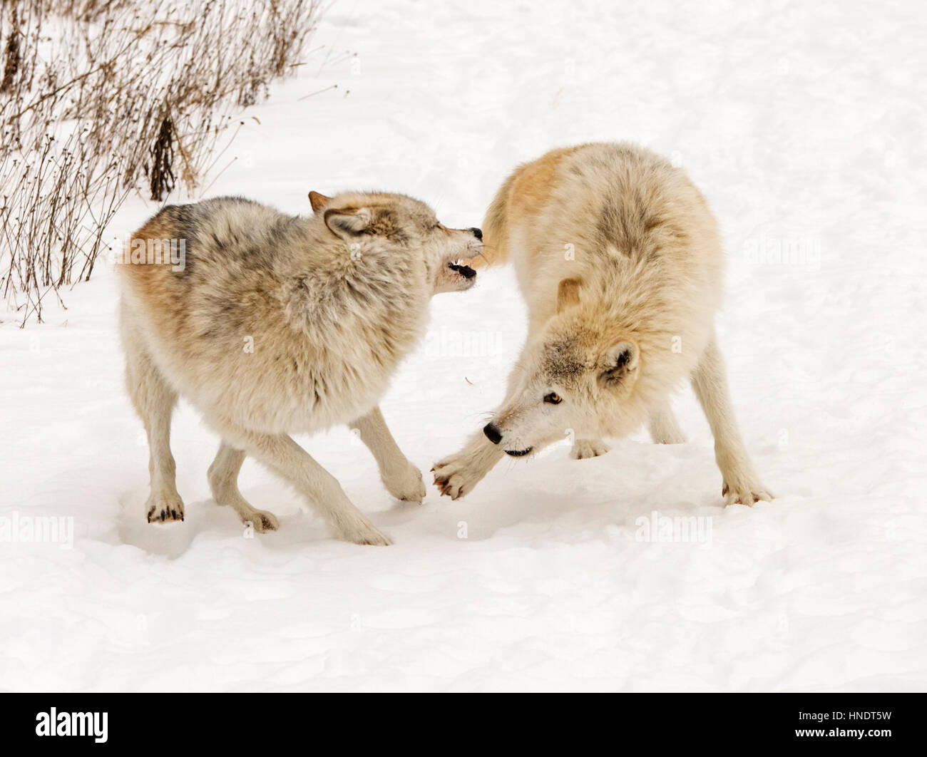Two Gray Wolves; Canus Lupus; British Columbia; Canada Stock Photo - Alamy
