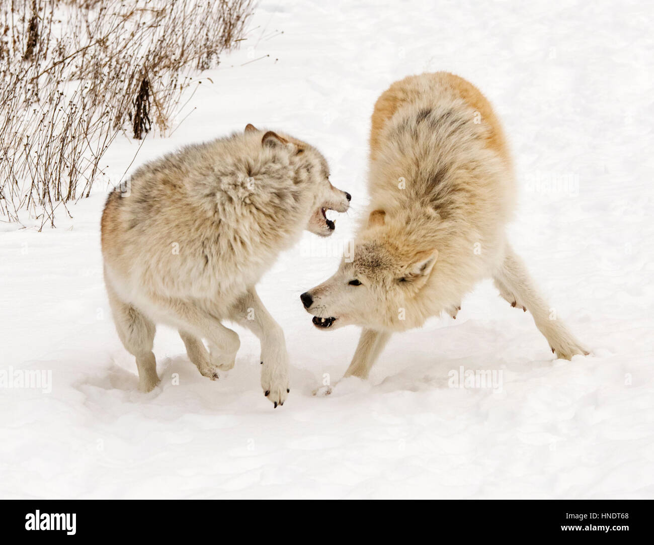 Two Gray Wolves; Canus Lupus; British Columbia; Canada Stock Photo - Alamy