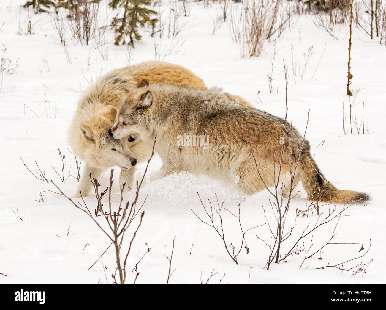 Two Gray Wolves; Canus Lupus; British Columbia; Canada Stock Photo - Alamy