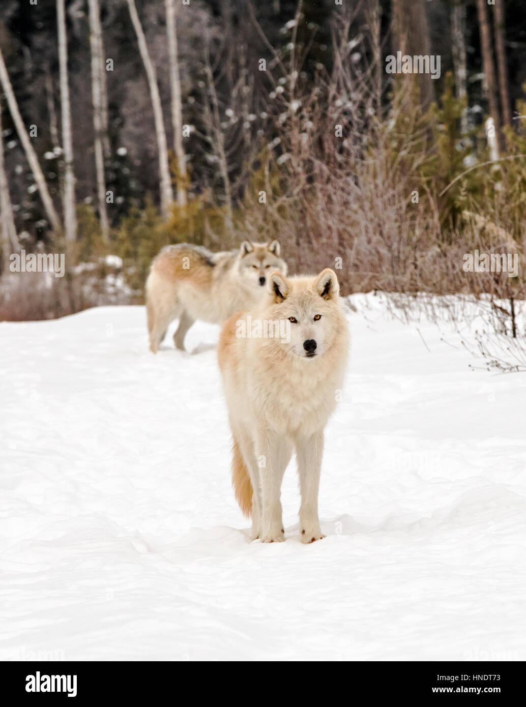 Two Gray Wolves; Canus Lupus; British Columbia; Canada Stock Photo - Alamy