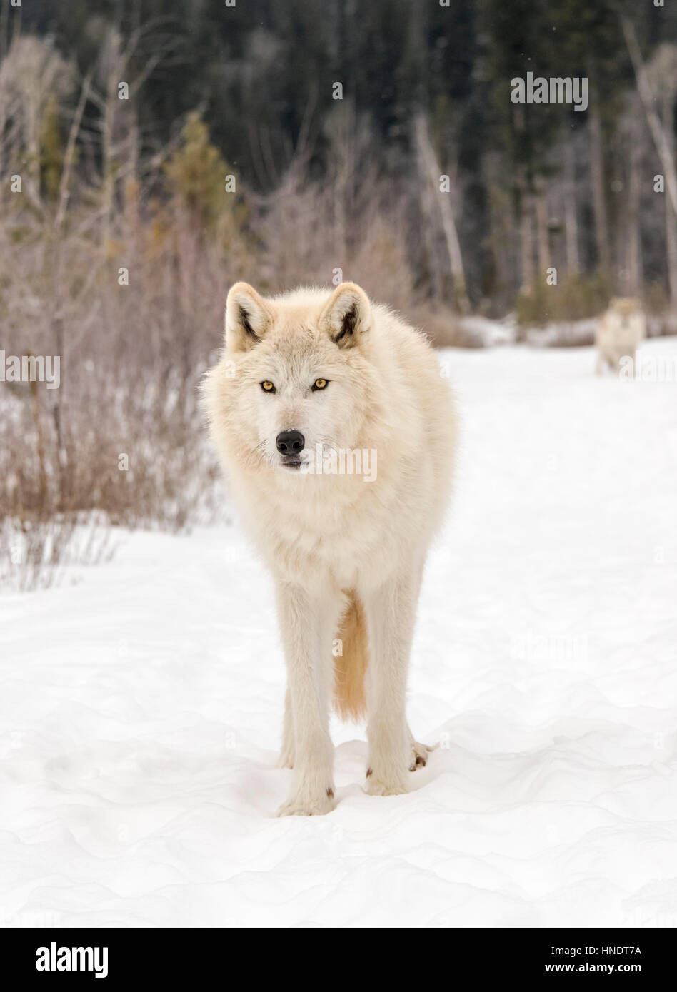 Two Gray Wolves; Canus Lupus; British Columbia; Canada Stock Photo - Alamy