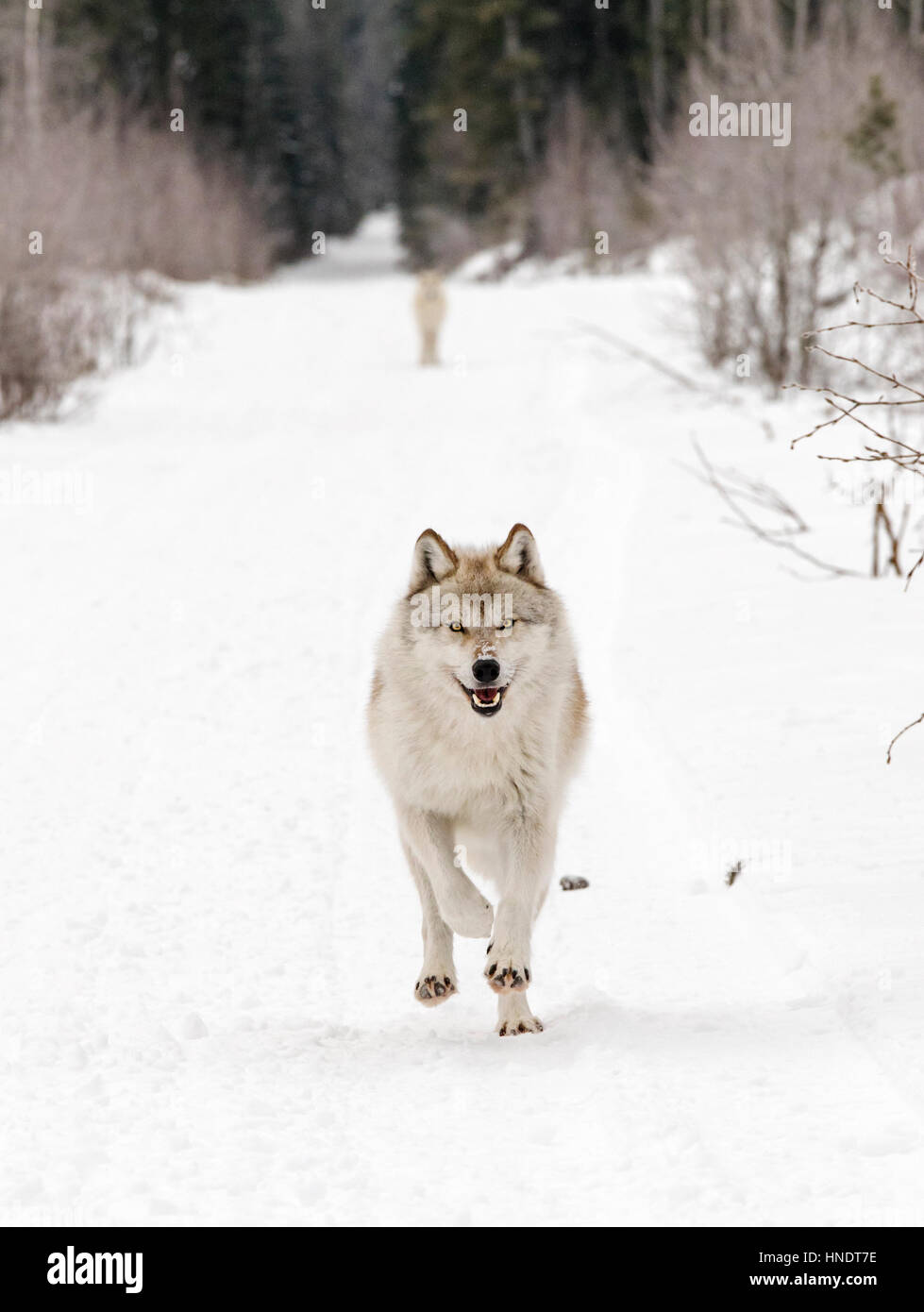 Two Gray Wolves; Canus Lupus; British Columbia; Canada Stock Photo - Alamy
