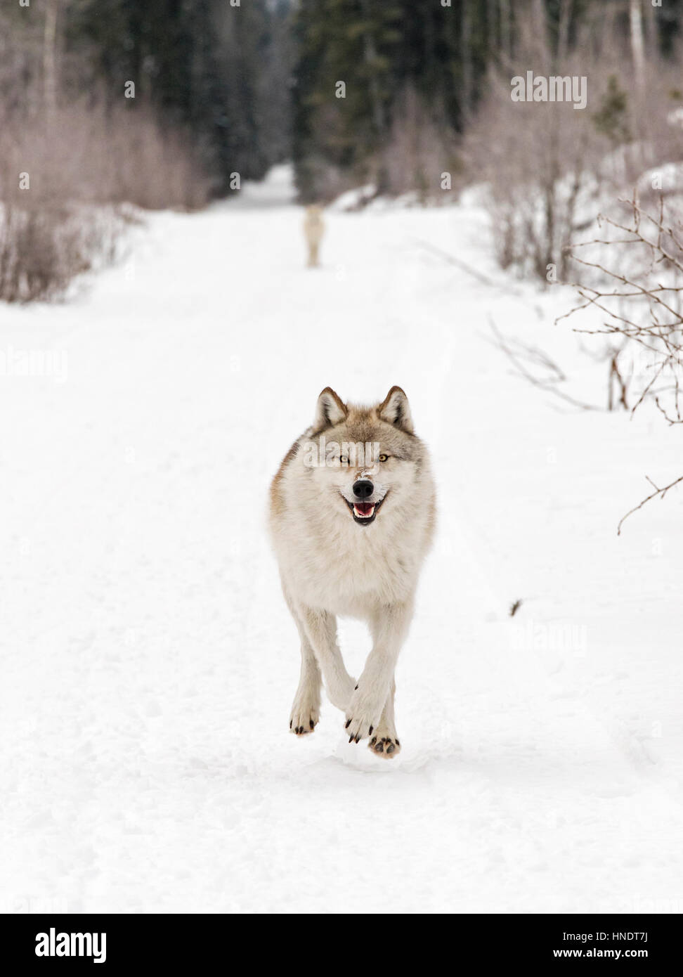 Two Gray Wolves; Canus Lupus; British Columbia; Canada Stock Photo - Alamy