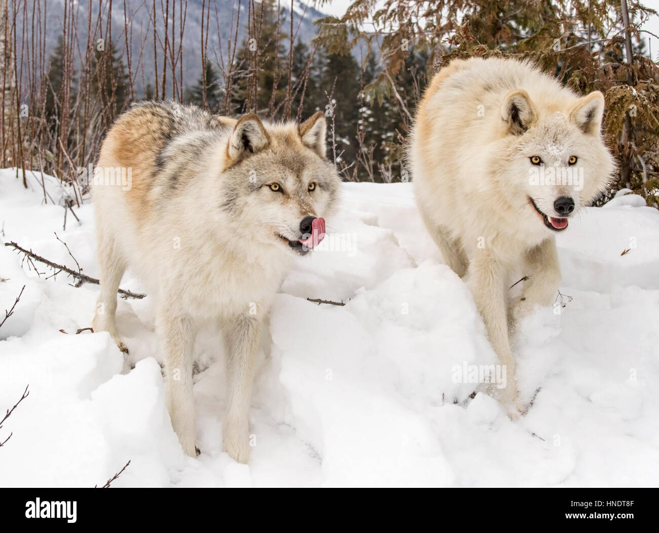 Two Gray Wolves; Canus Lupus; British Columbia; Canada Stock Photo - Alamy