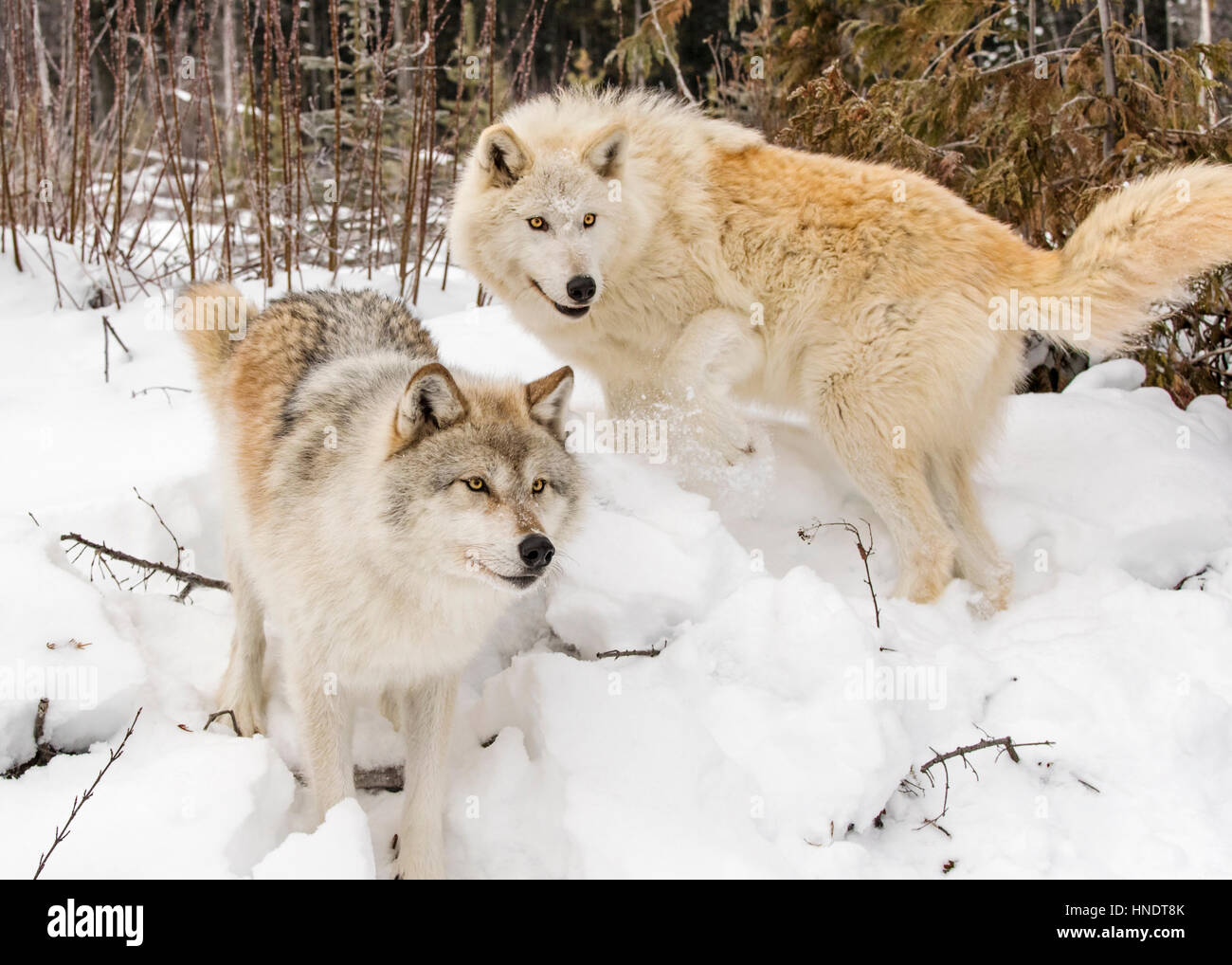 Two Gray Wolves; Canus Lupus; British Columbia; Canada Stock Photo - Alamy