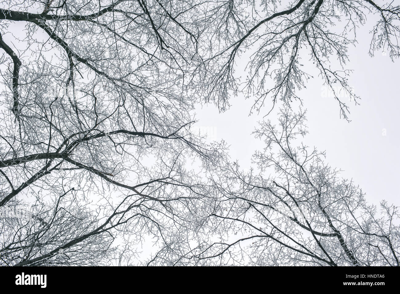 Abstract frozen tree branches. Nature winter background Stock Photo - Alamy