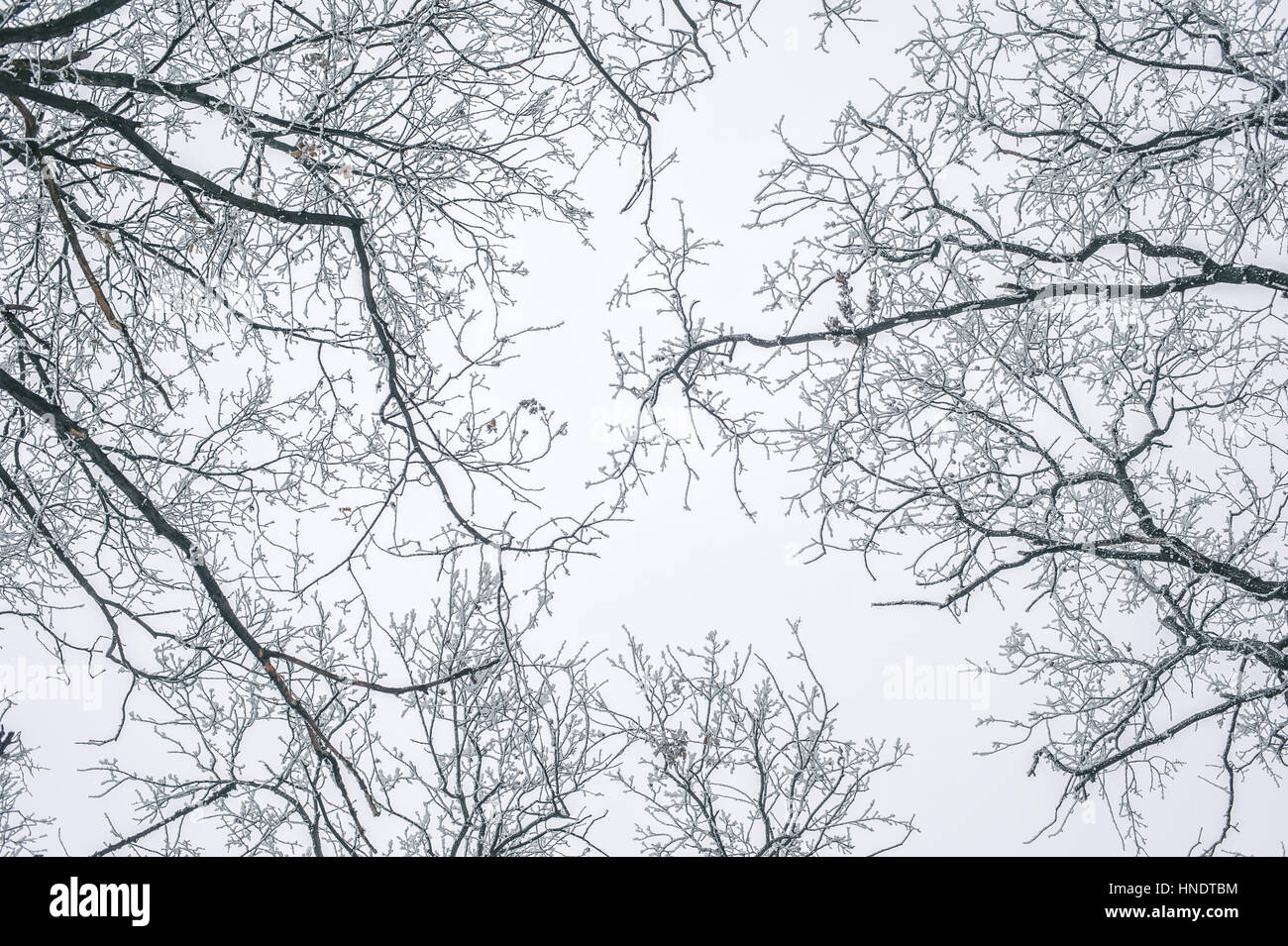 Abstract frozen tree branches. Nature winter background Stock Photo - Alamy