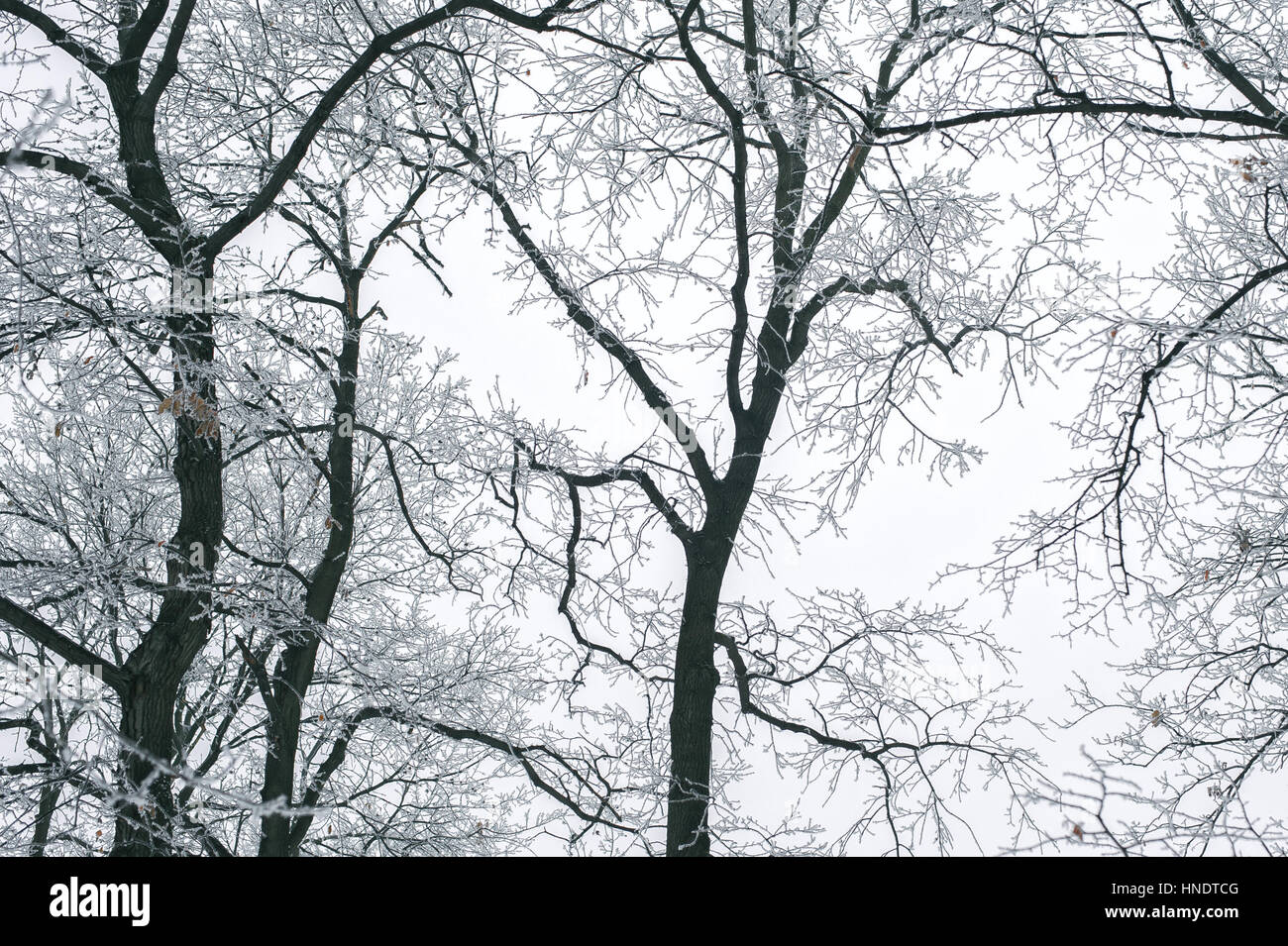 Abstract frozen tree branches. Nature winter background Stock Photo - Alamy