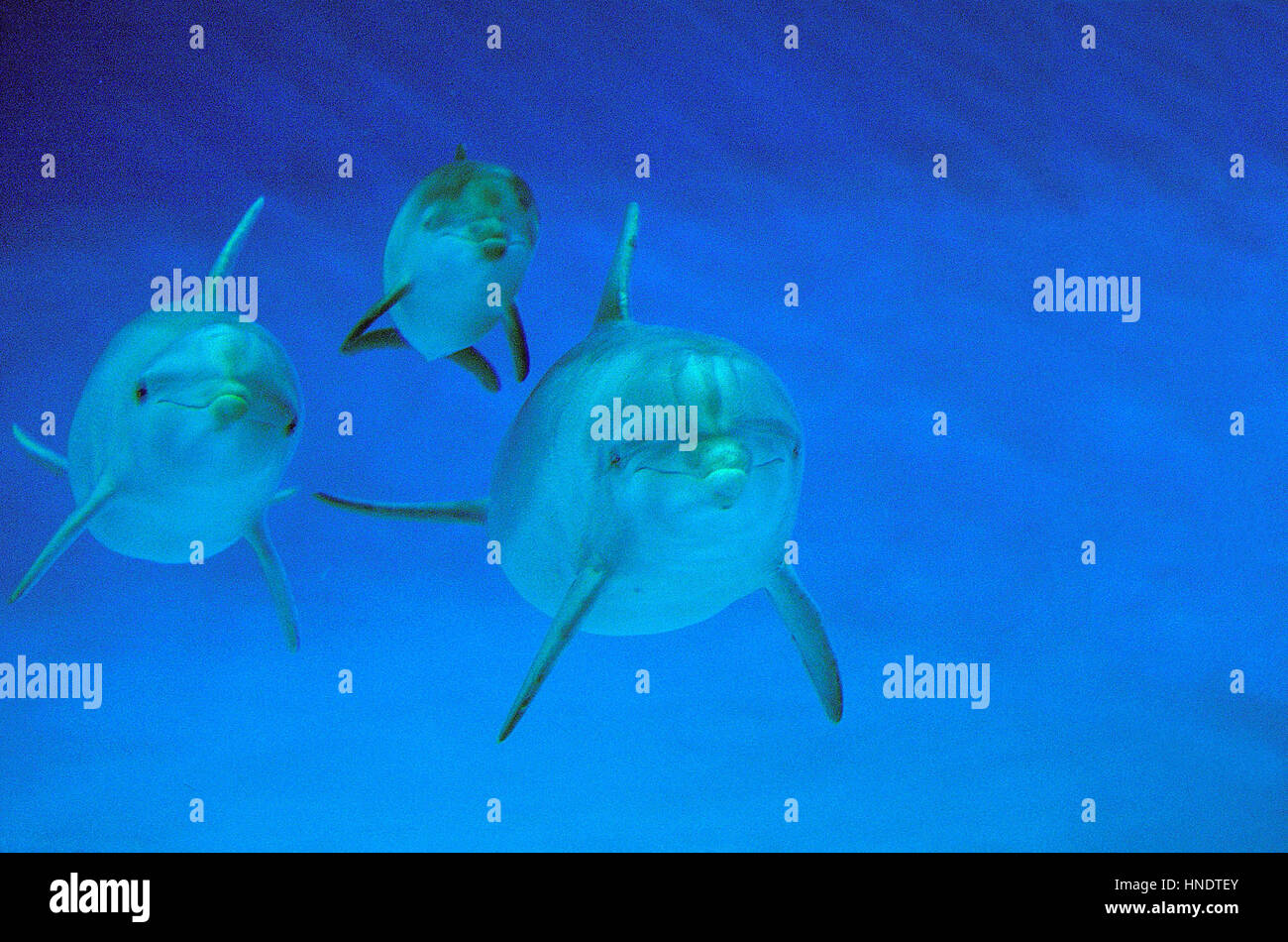 Baby bottlenose dolphin hi-res stock photography and images - Alamy