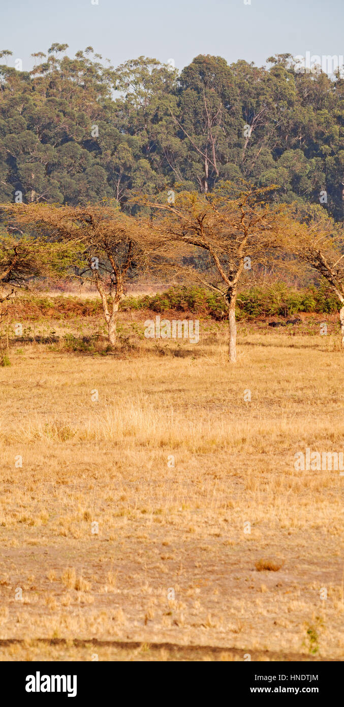 blur in swaziland mlilwane wildlife nature reserve mountain and tree ...