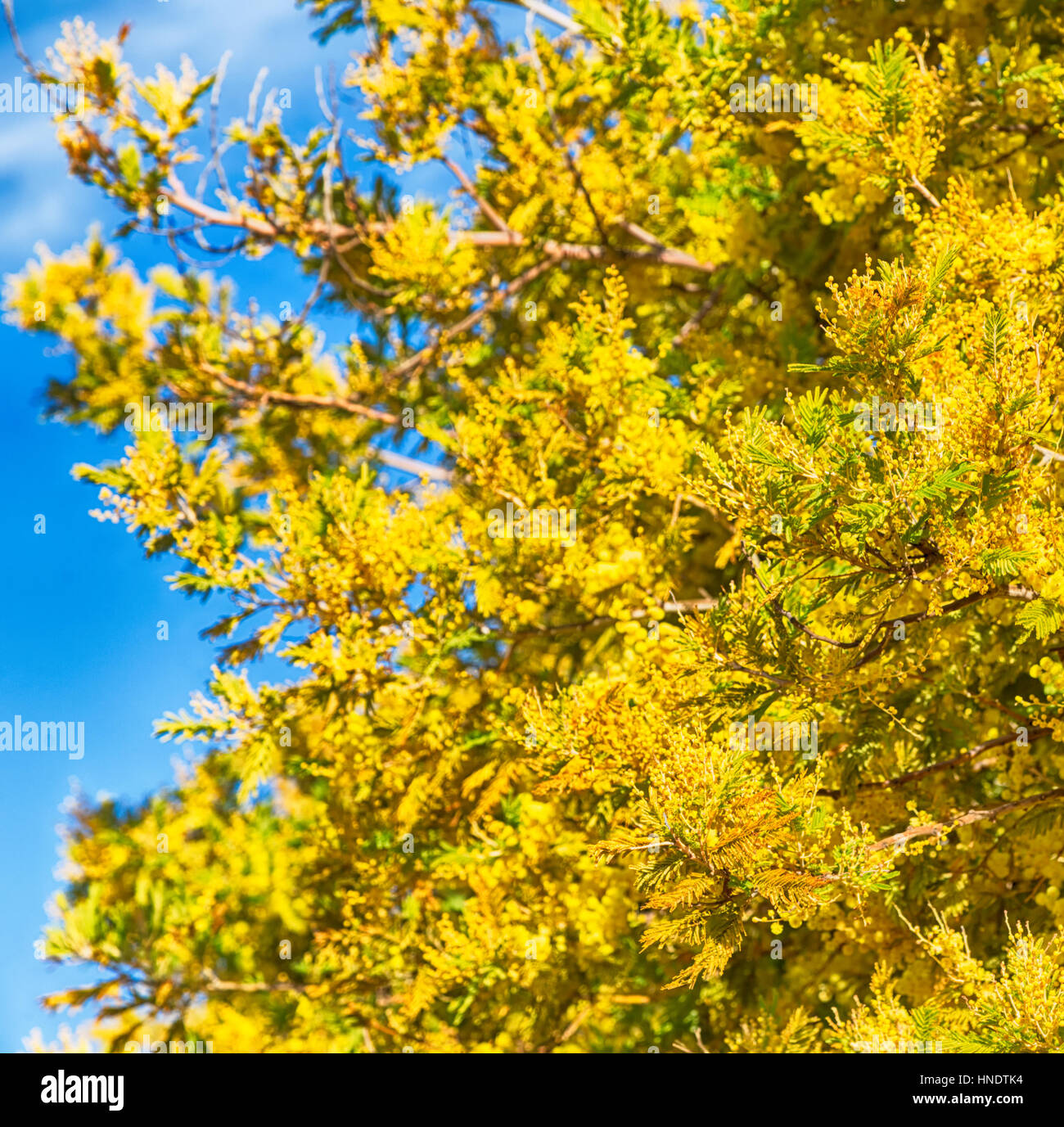 in south africa wildlife mimosa plant and tree in the national park ...
