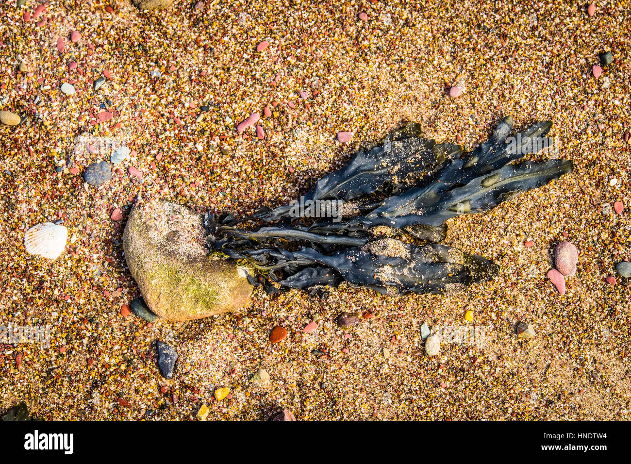 Seaweed on rocks Stock Photo - Alamy