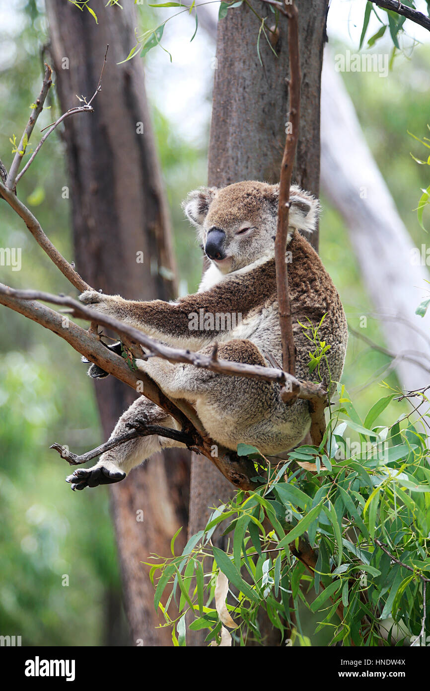 View at koala in a tree Stock Photo - Alamy