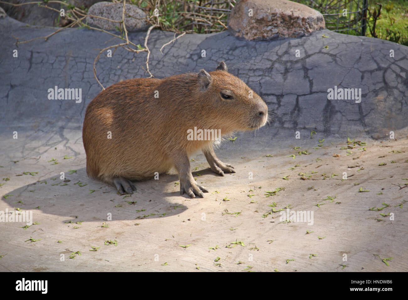 Capybara isolated hi-res stock photography and images - Alamy