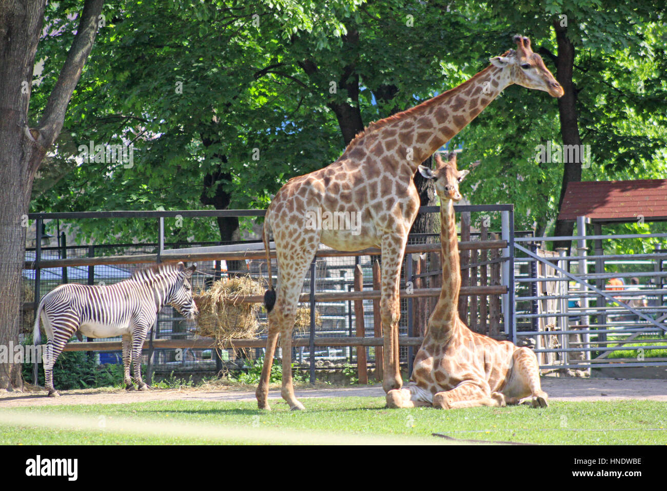 Jirafa jirafa jirafa hi-res stock photography and images - Alamy