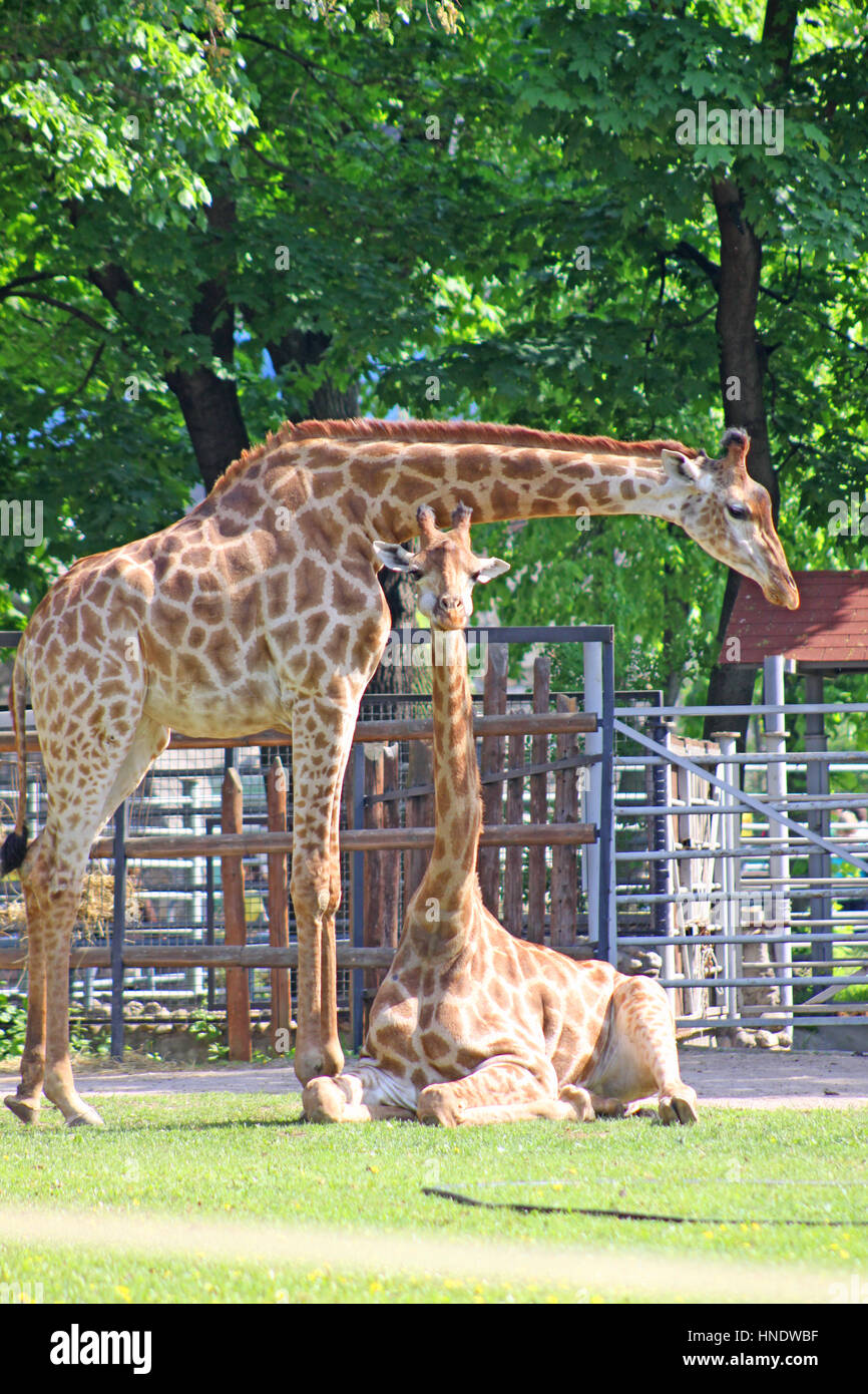 Jirafa hi-res stock photography and images - Alamy