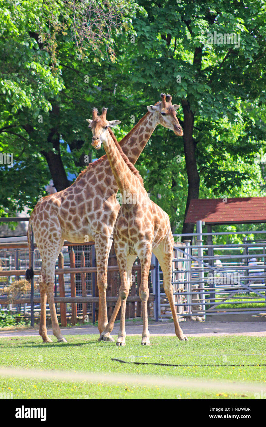 Masai jirafa maasai jirafa hi-res stock photography and images - Alamy