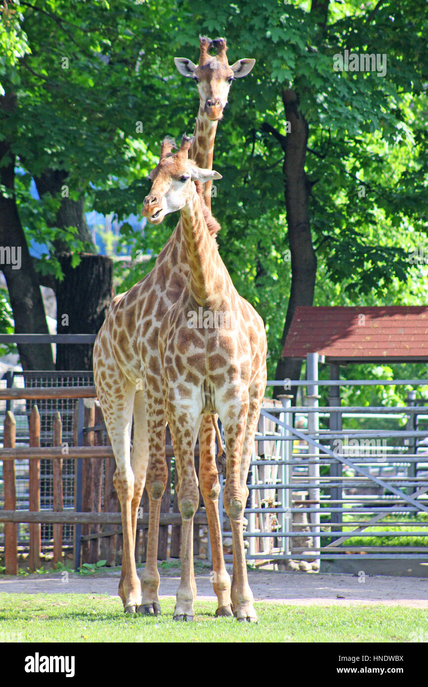 Masai jirafa maasai jirafa hi-res stock photography and images - Alamy