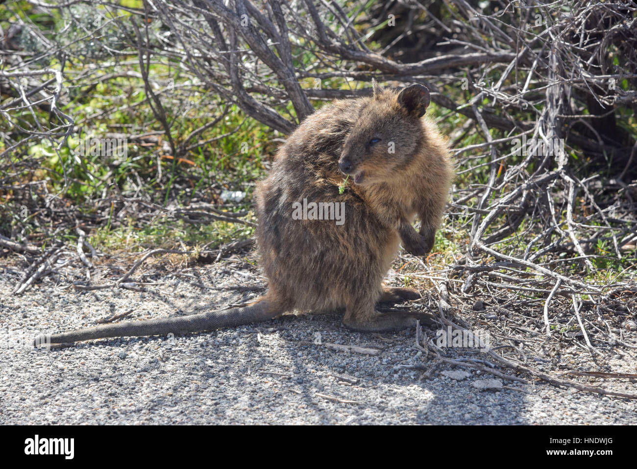 Quokka isolated hi-res stock photography and images - Alamy