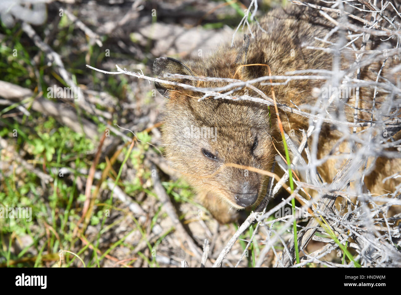 Quokka nestled in the natural coastal bushland habitat at Rottnest ...