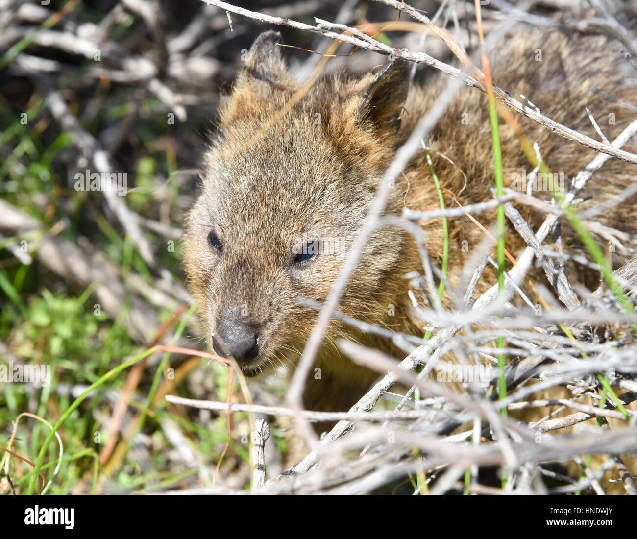 Australian Coastal Habitat High Resolution Stock Photography and Images ...