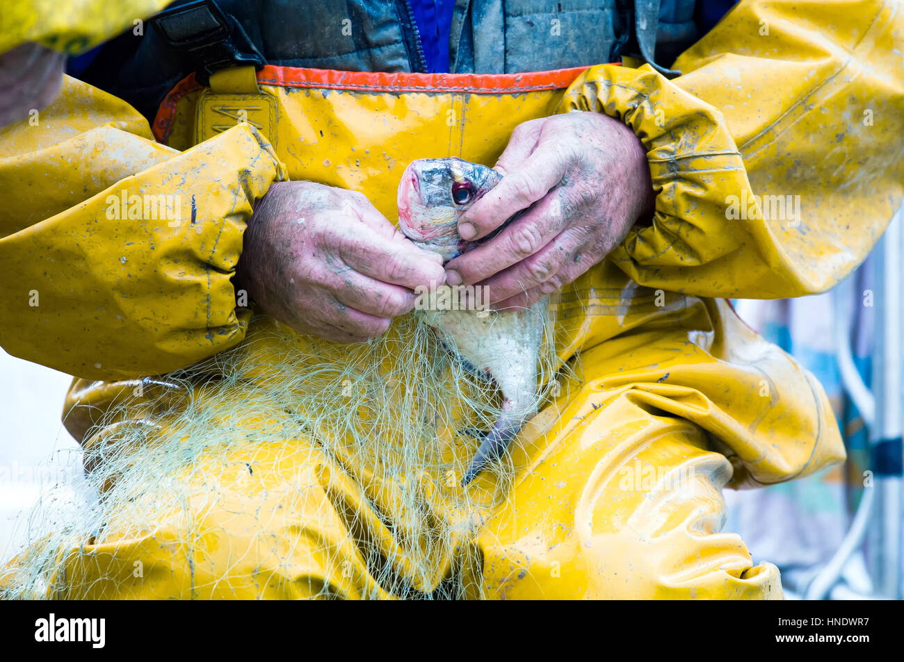 Remove fish net hi-res stock photography and images - Alamy