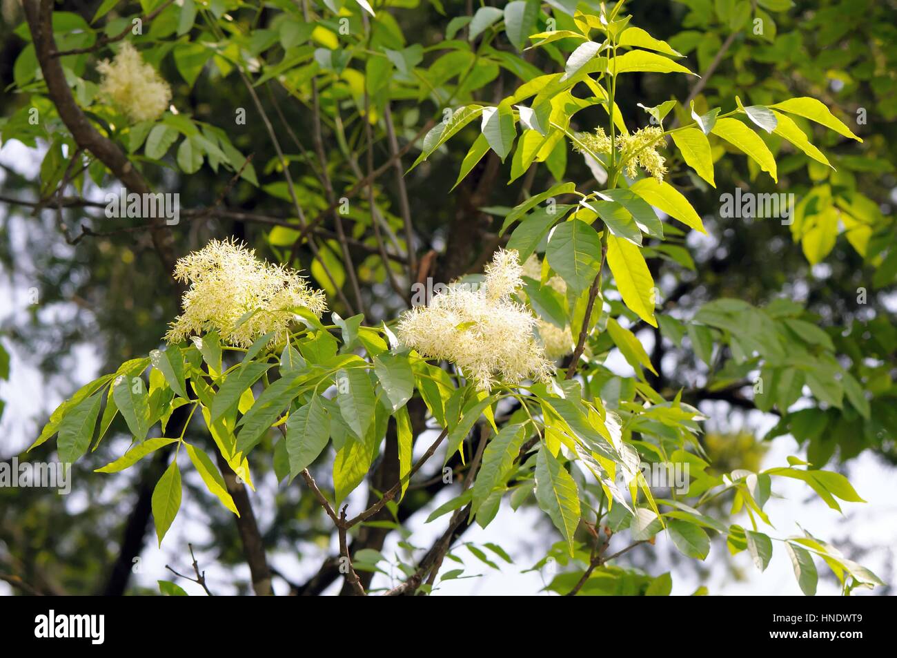 Foliage and flowers of common ash Stock Photo - Alamy