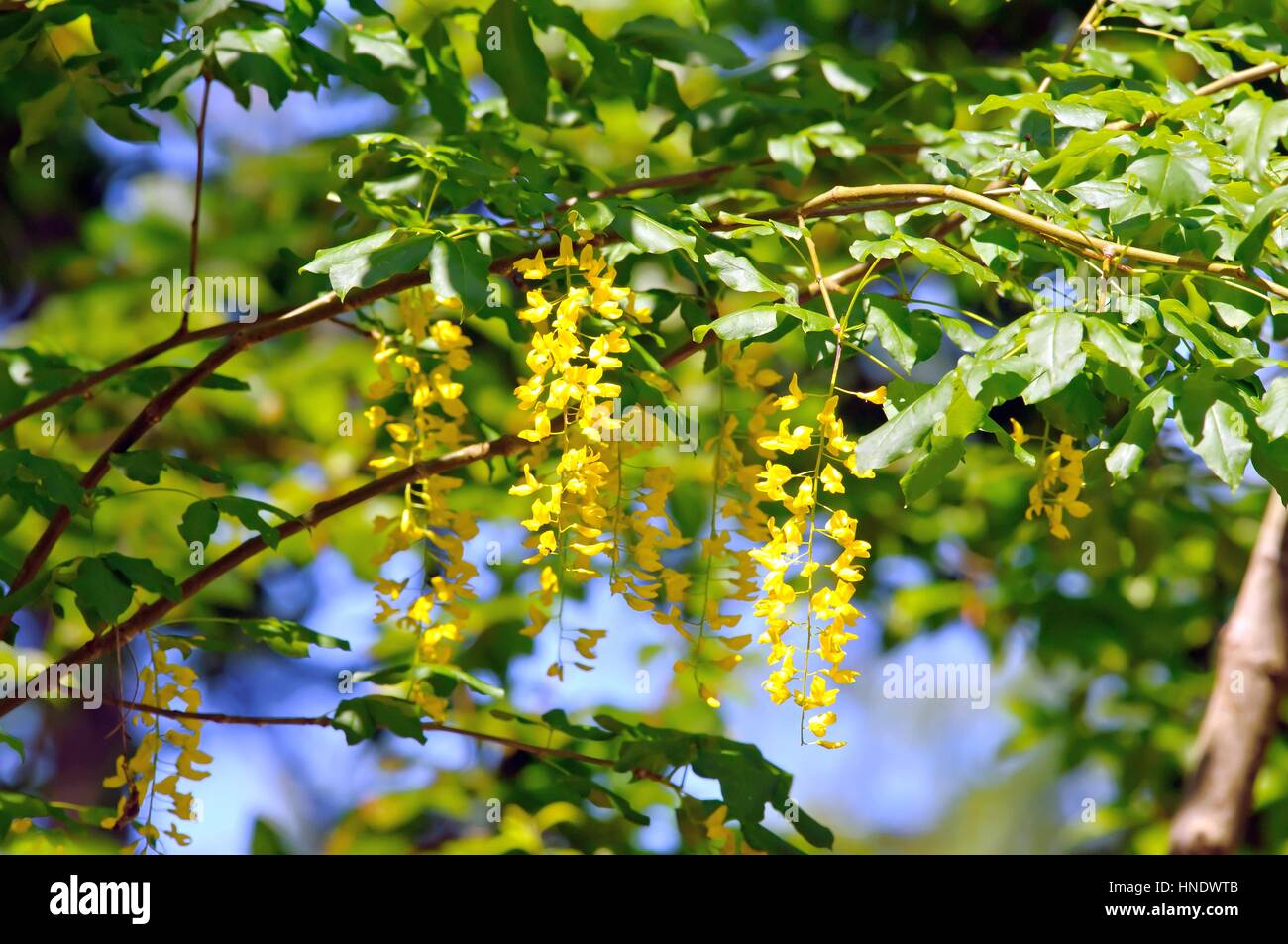 Foliage and flowers of common laburnum Stock Photo - Alamy
