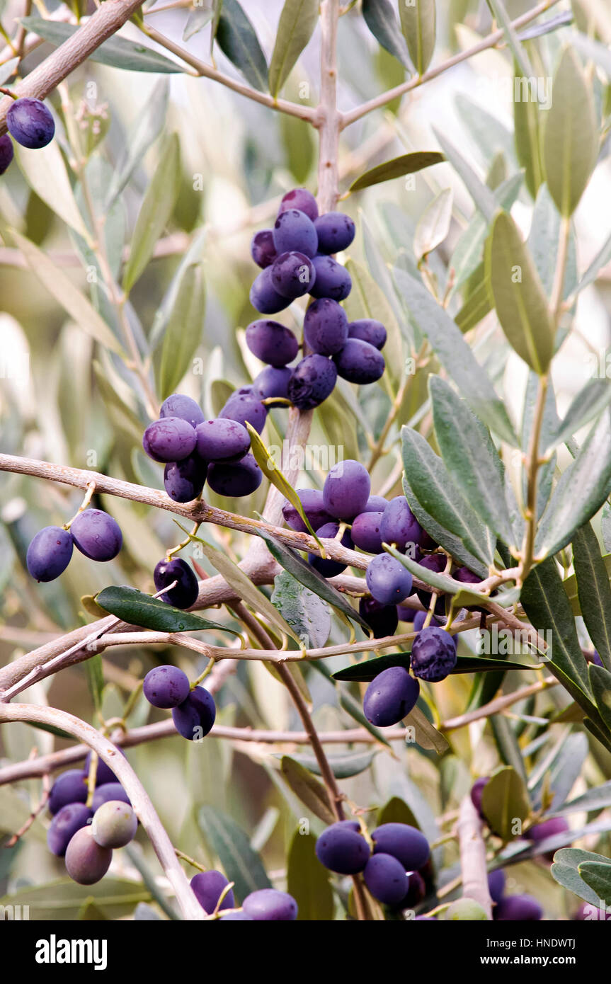 Foliage and fruits of olive tree Stock Photo - Alamy